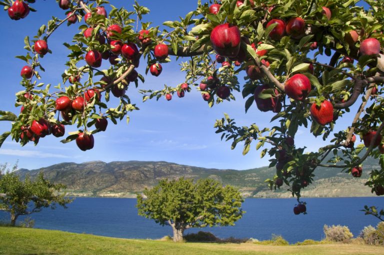 Everything to Know About Washington's Apples - ThirdLeaf NW